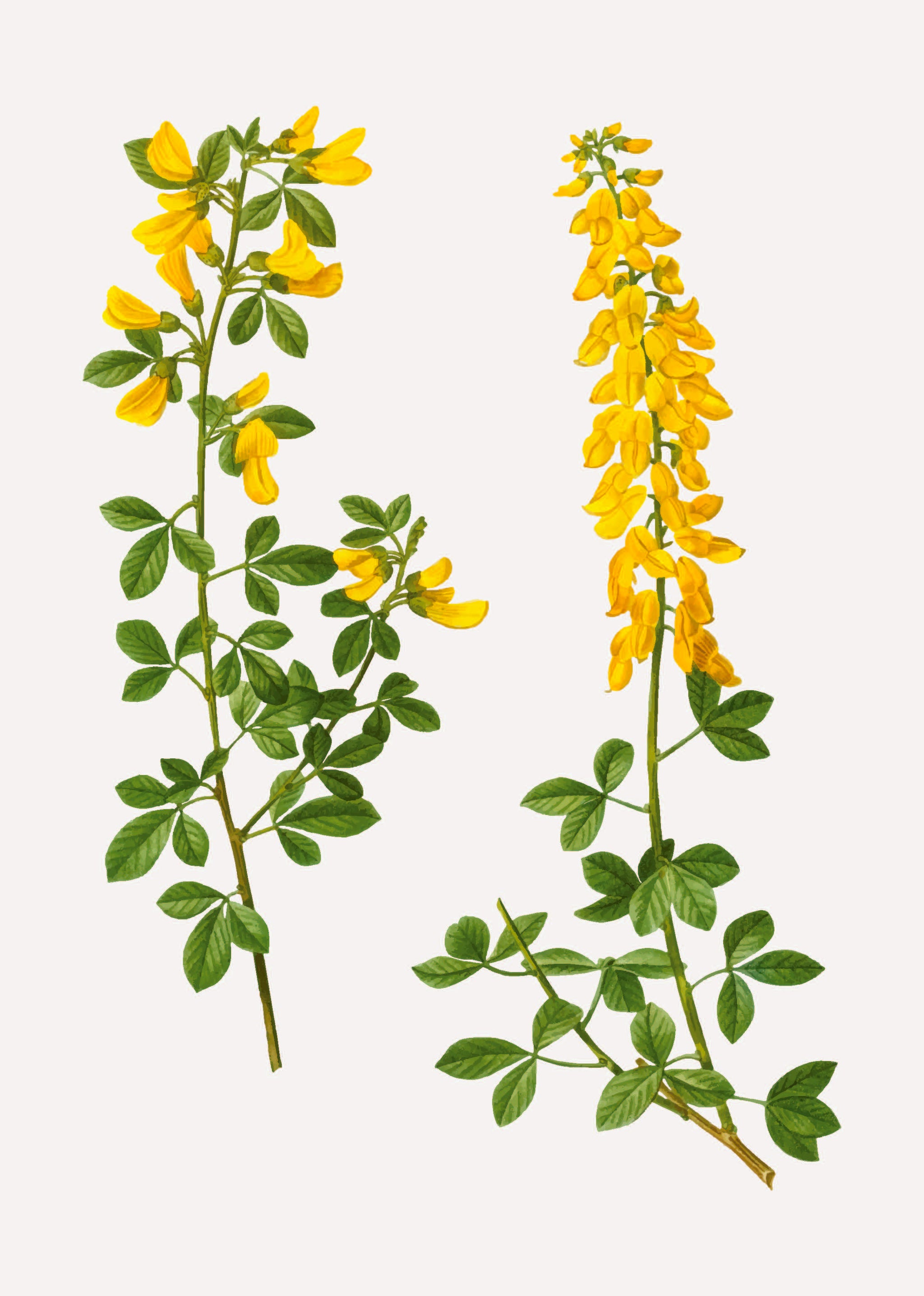 The Benefits of Natural Senna-Based Laxatives – Prunelax